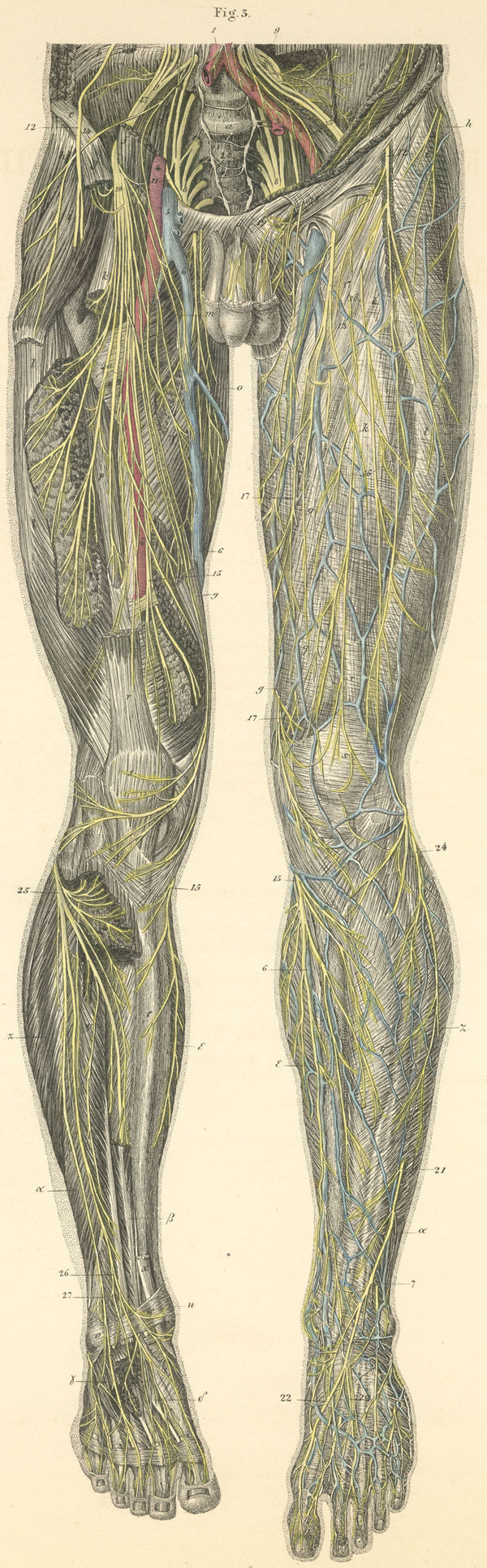 Skin And Muscle Nerves Of The Anterior Surface Of The Left Leg Skin And Muscle Nerves Of The Anterior Surface Of The Left Leg